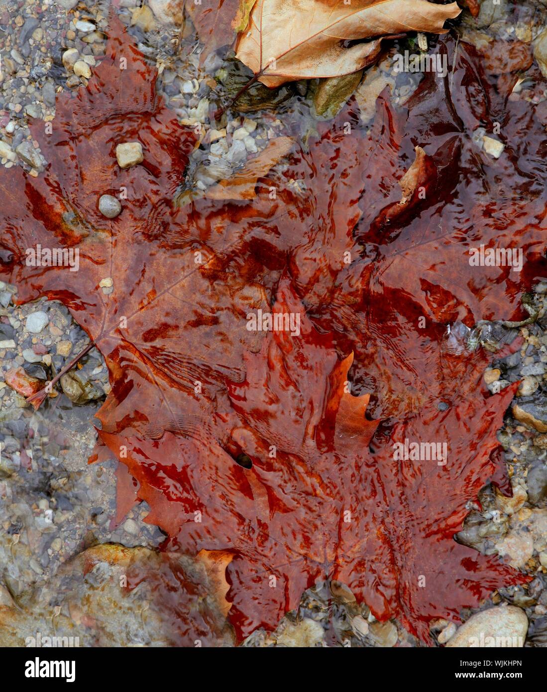 Autumn leaves down the water stream, background texture Stock Photo - Alamy