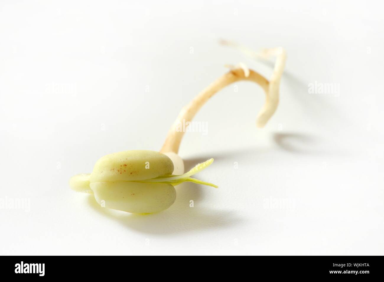 Soy bean outbreak. Life growing from soya seed, embryo Stock Photo - Alamy