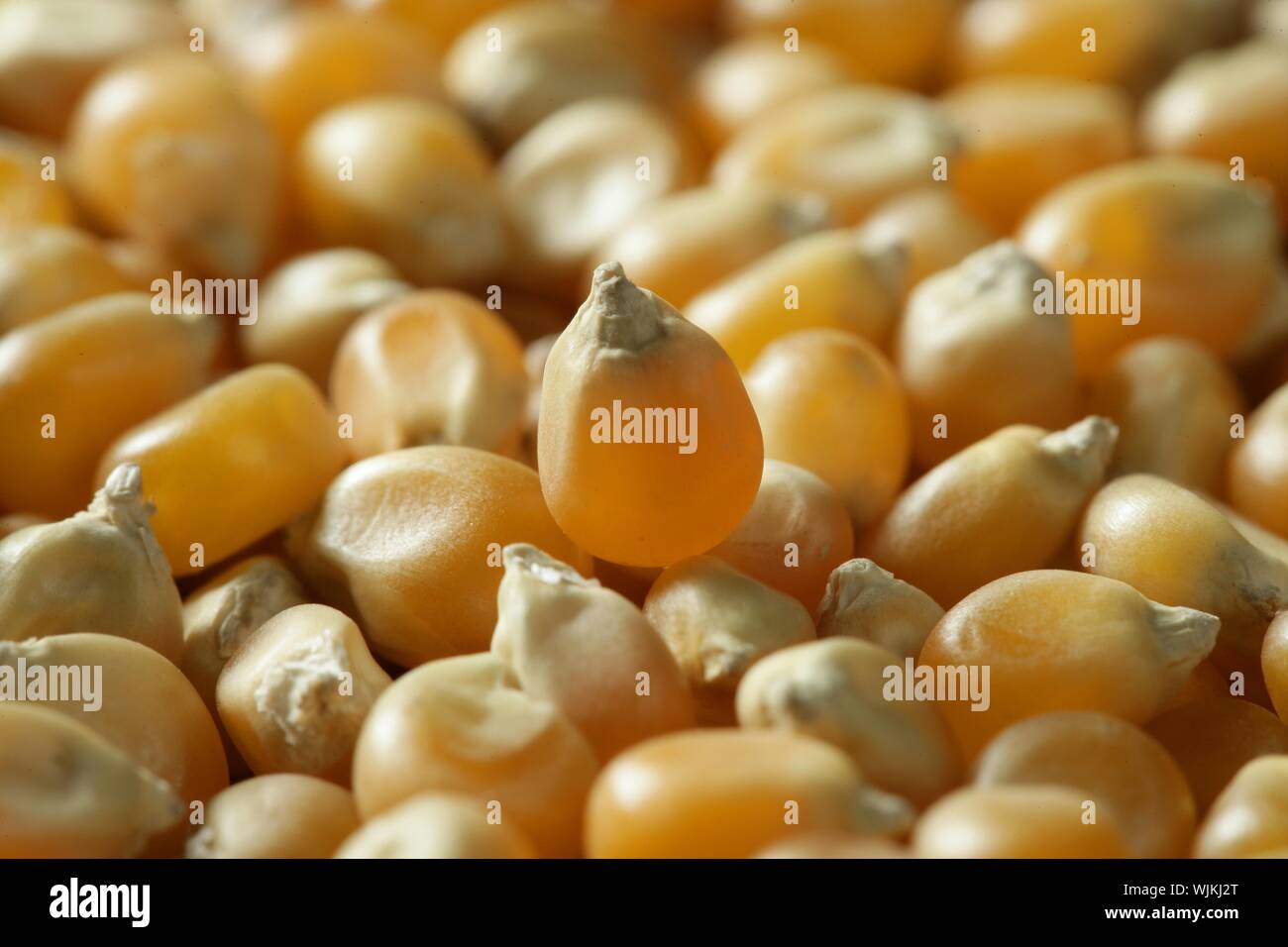 Dried macro corn seeds in orange color, as a texture background crop ...