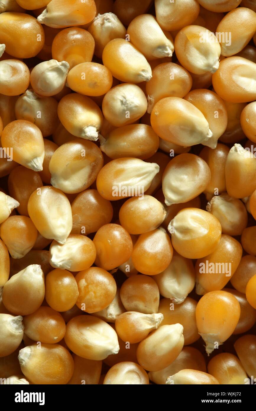Dried macro corn seeds in orange color, as a texture background crop ...