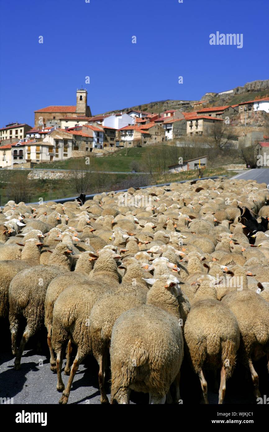 Lamb herd, sheep and gout flock walking on Spanish typical village ...