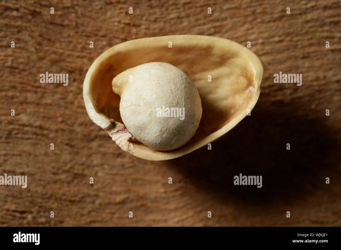 one dried chickpea inside pistachio shell. such as pearl metaphor over ...
