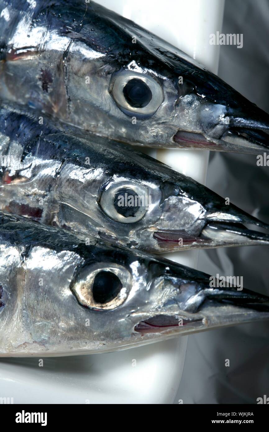 three little needle fish, uncooked macro studio shot Stock Photo - Alamy