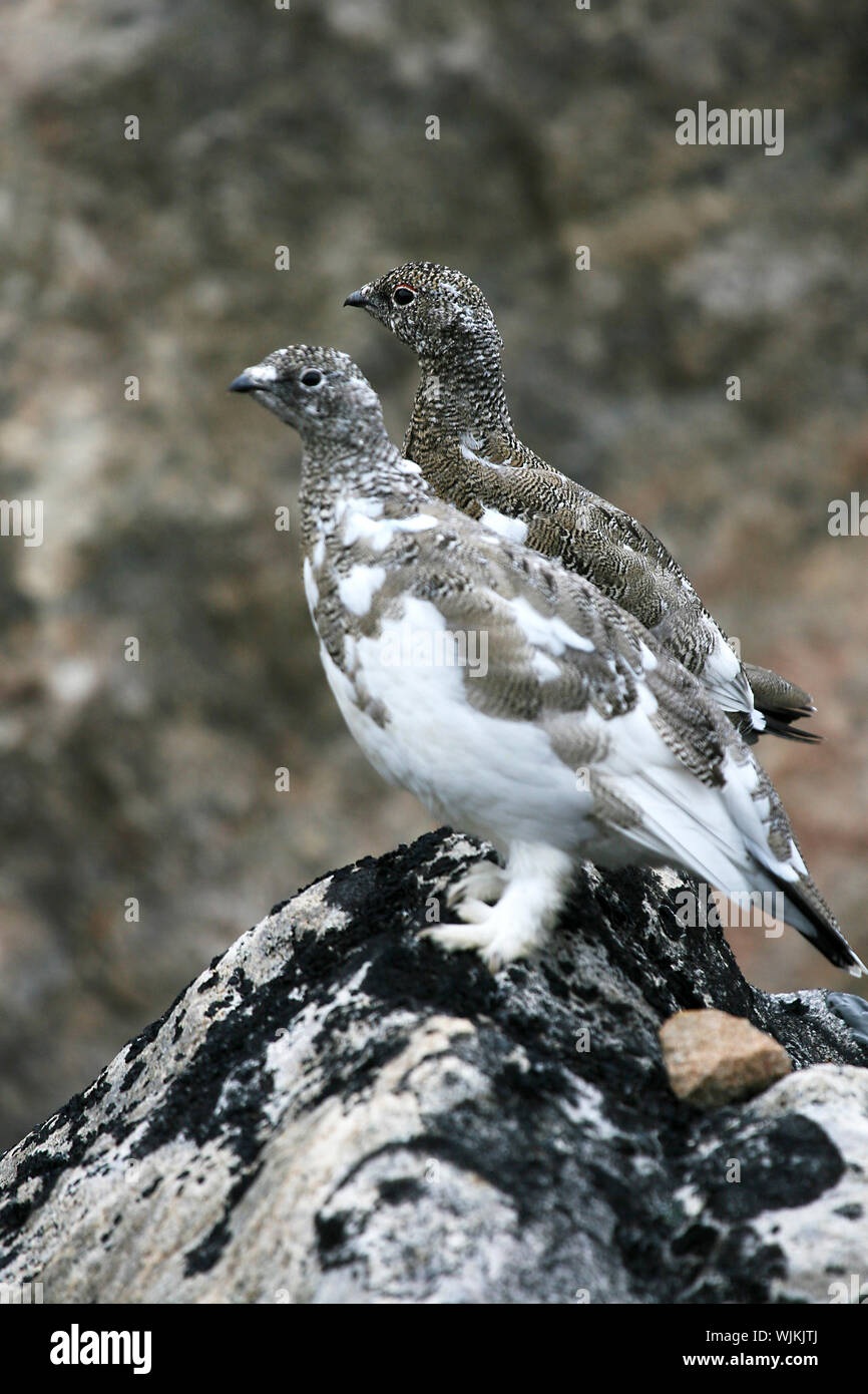 Ptarmigan (Lagopus mutus) on a rock near Qoornoq Stock Photo - Alamy