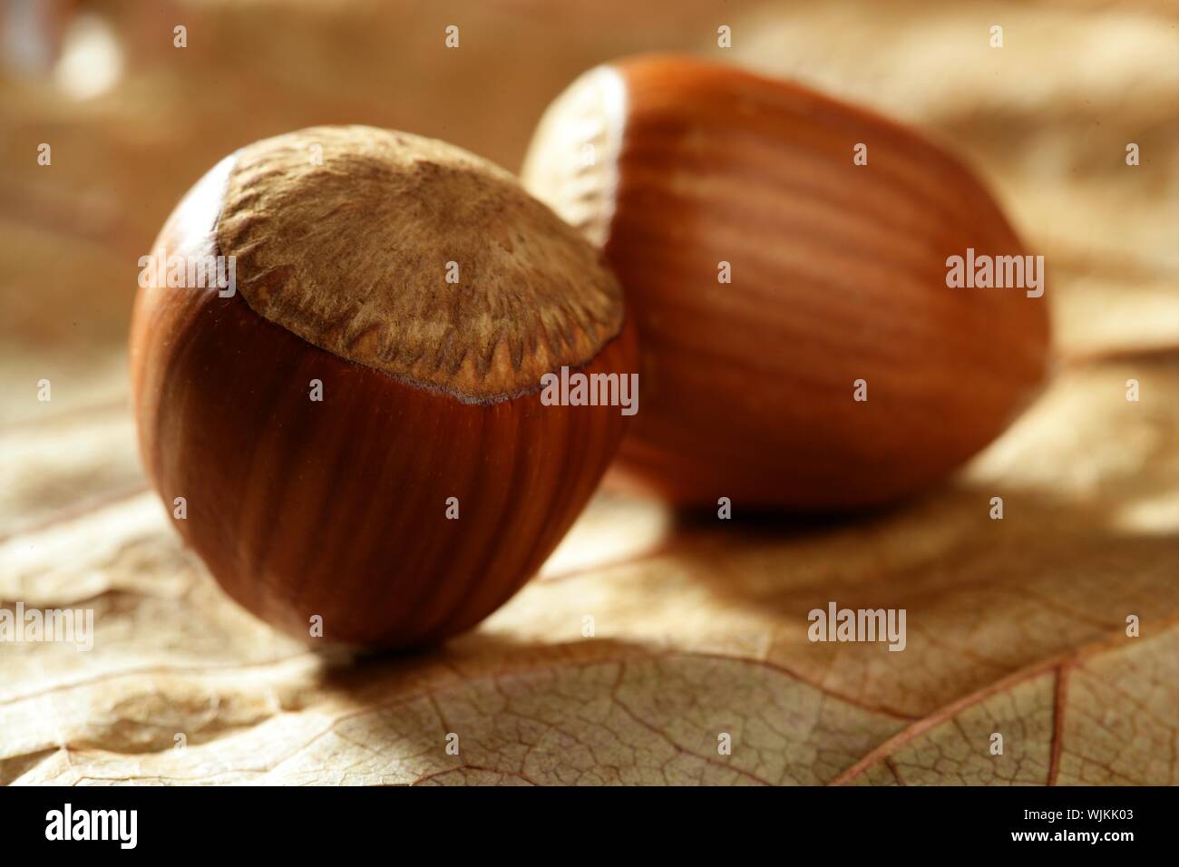 Delicious hazelnuts, macro detail, warm golden light, studio shot Stock ...