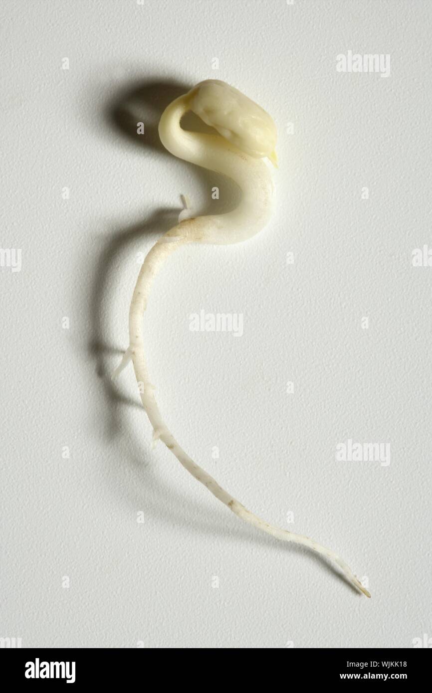 Soy bean outbreak. Life growing from soya seed, embryo Stock Photo - Alamy
