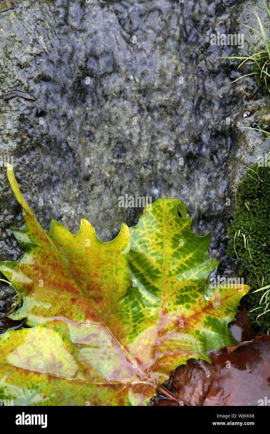 Autumn leaves down the water stream, background texture Stock Photo - Alamy