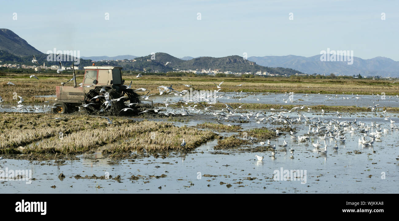 Rice tractor, wet fields and seagulls, Spain Stock Photo - Alamy
