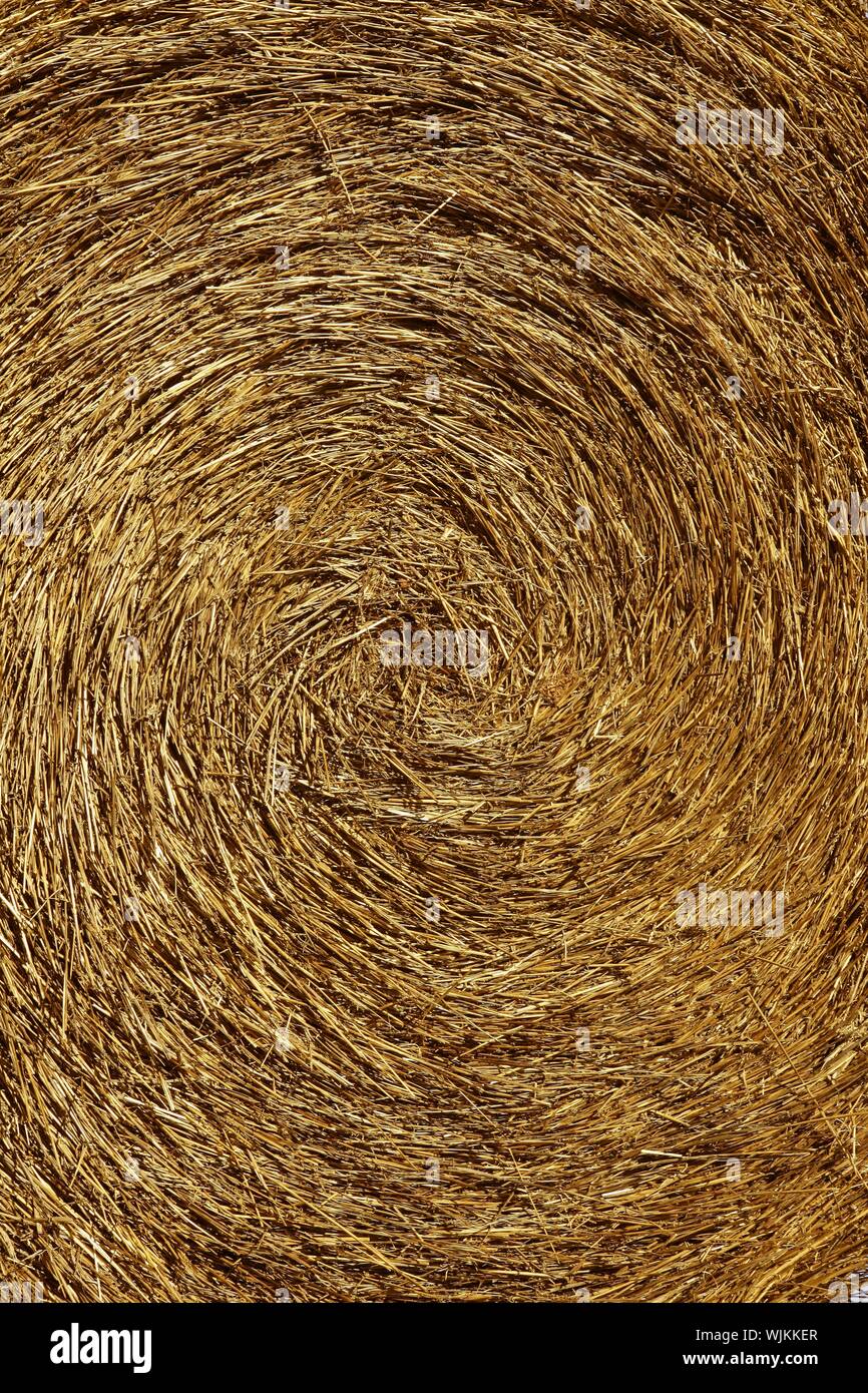 Yellow straw round bale, macro texture golden background Stock Photo ...