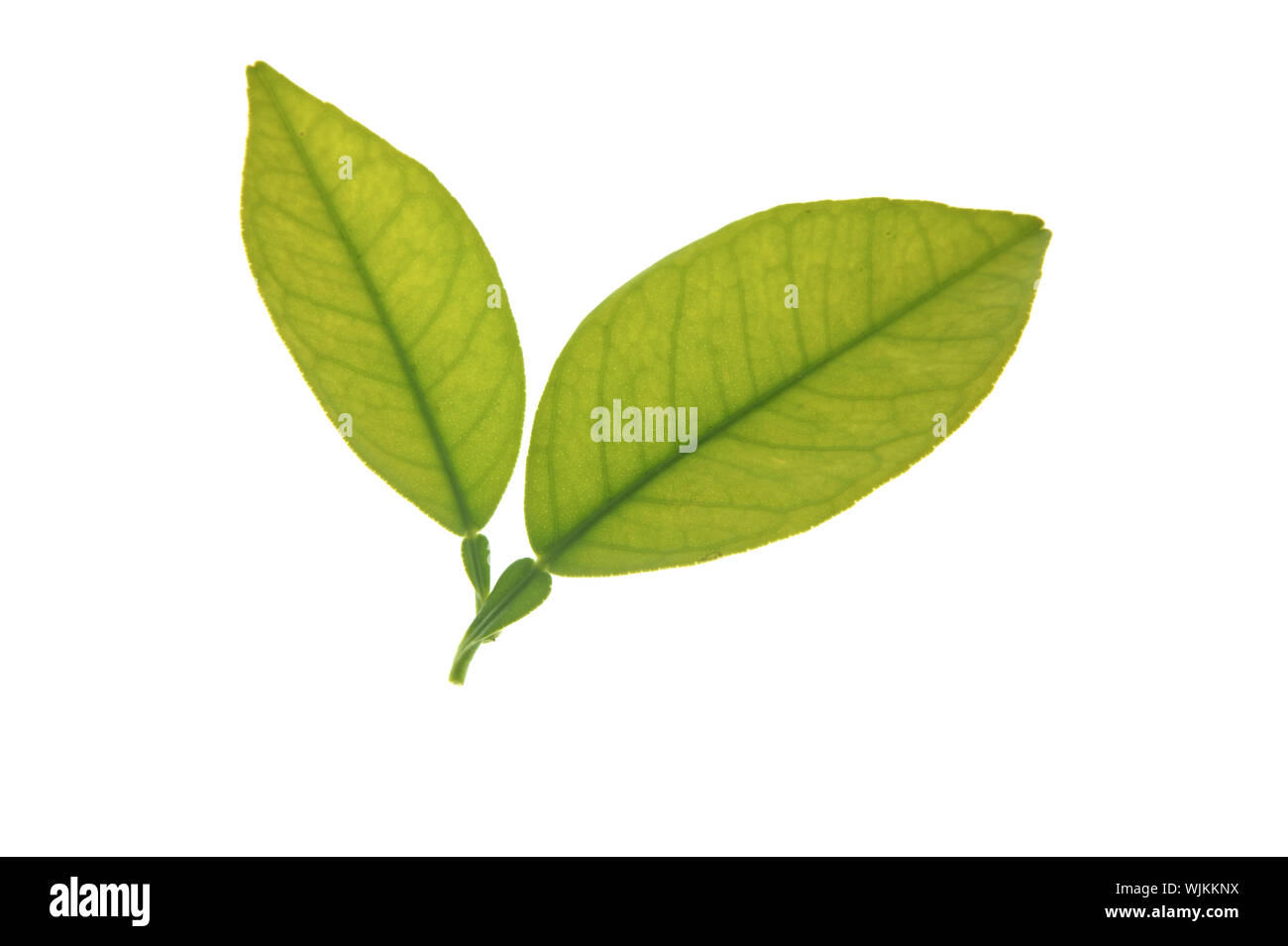 Young tree over green Cut Out Stock Images & Pictures - Alamy