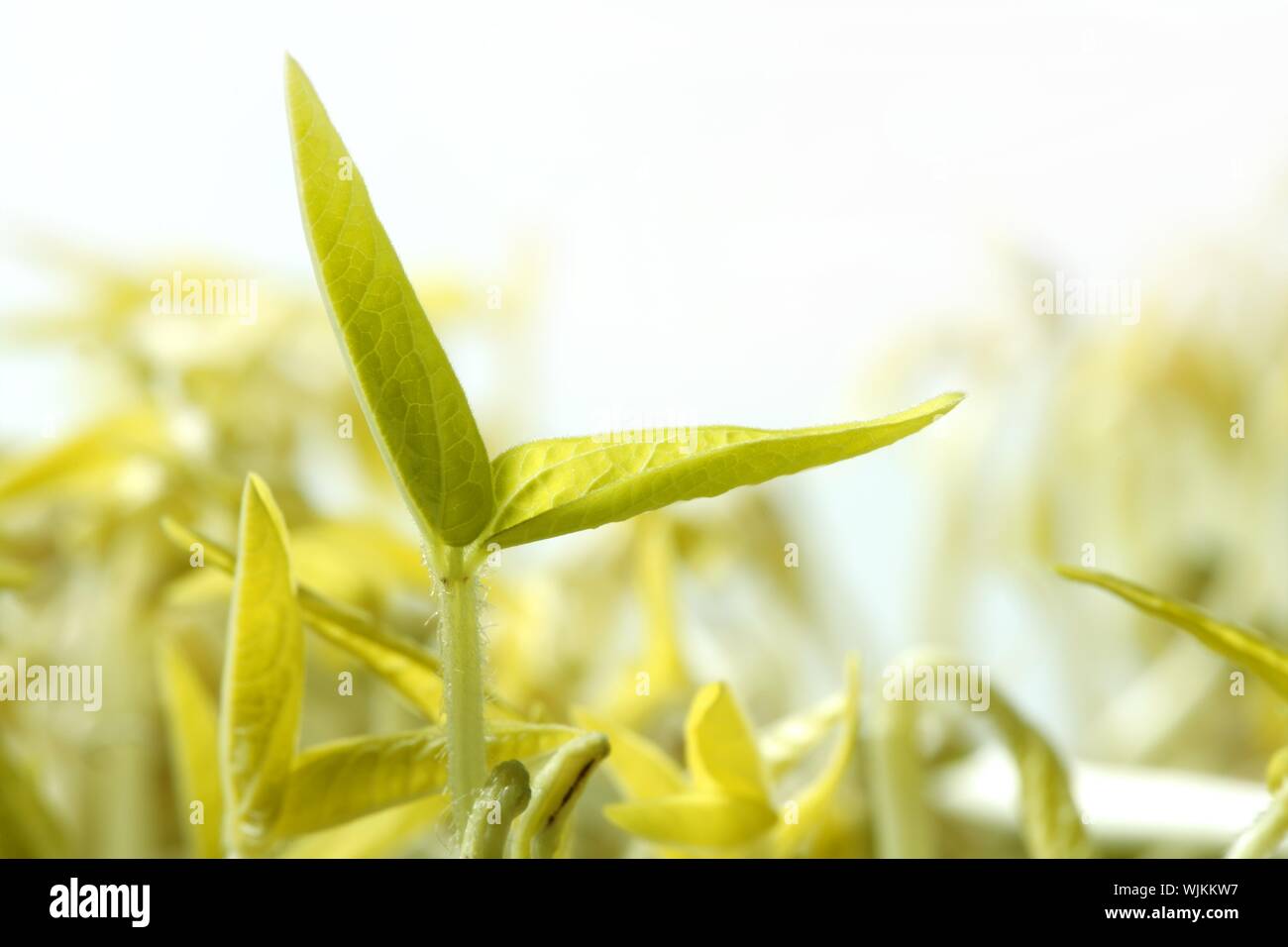 Soy bean outbreak. Life growing from soya seed, embryo Stock Photo - Alamy