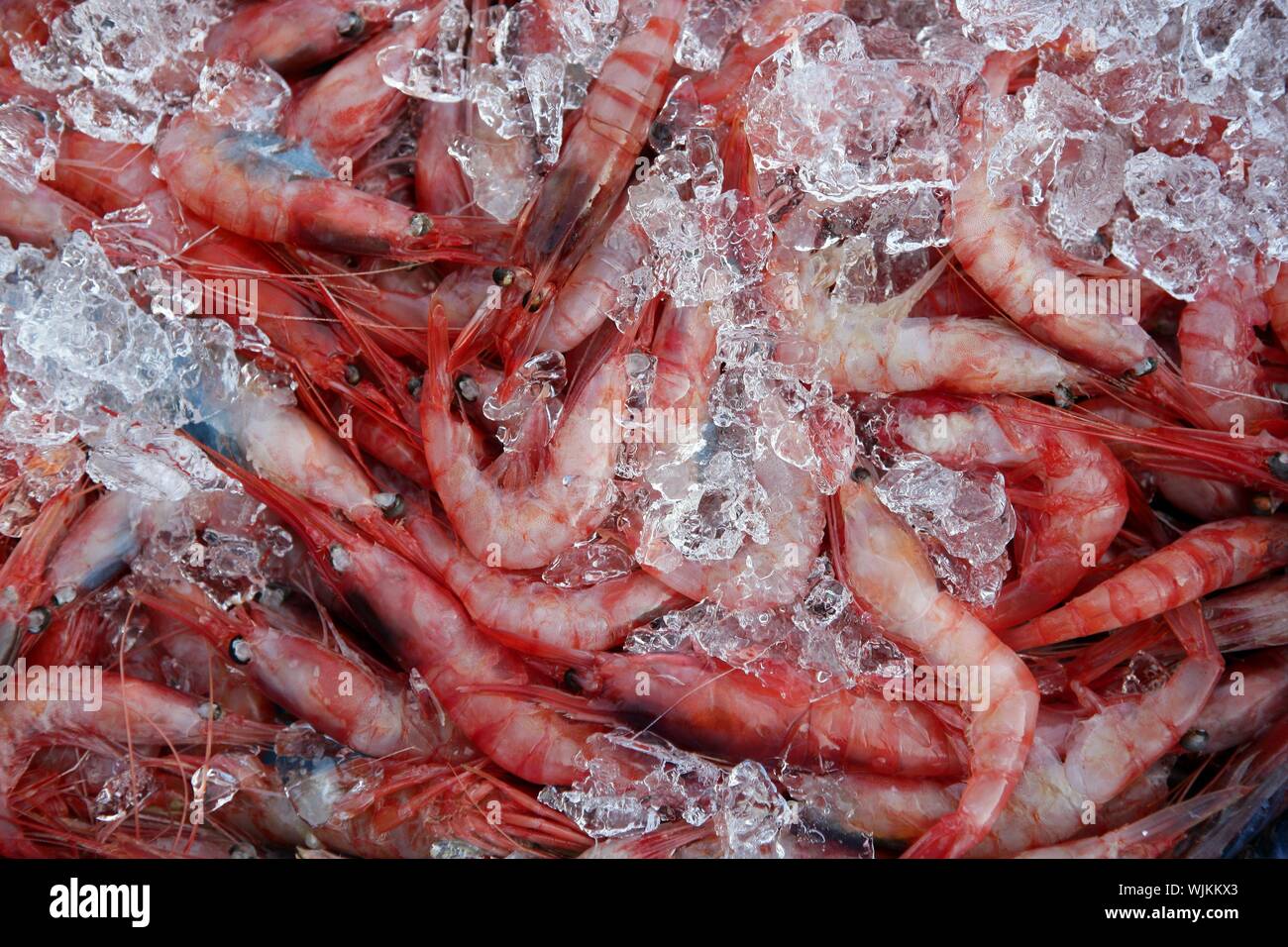 Orange shrimp, prawn, over ice surface, crustacean texture Stock Photo ...