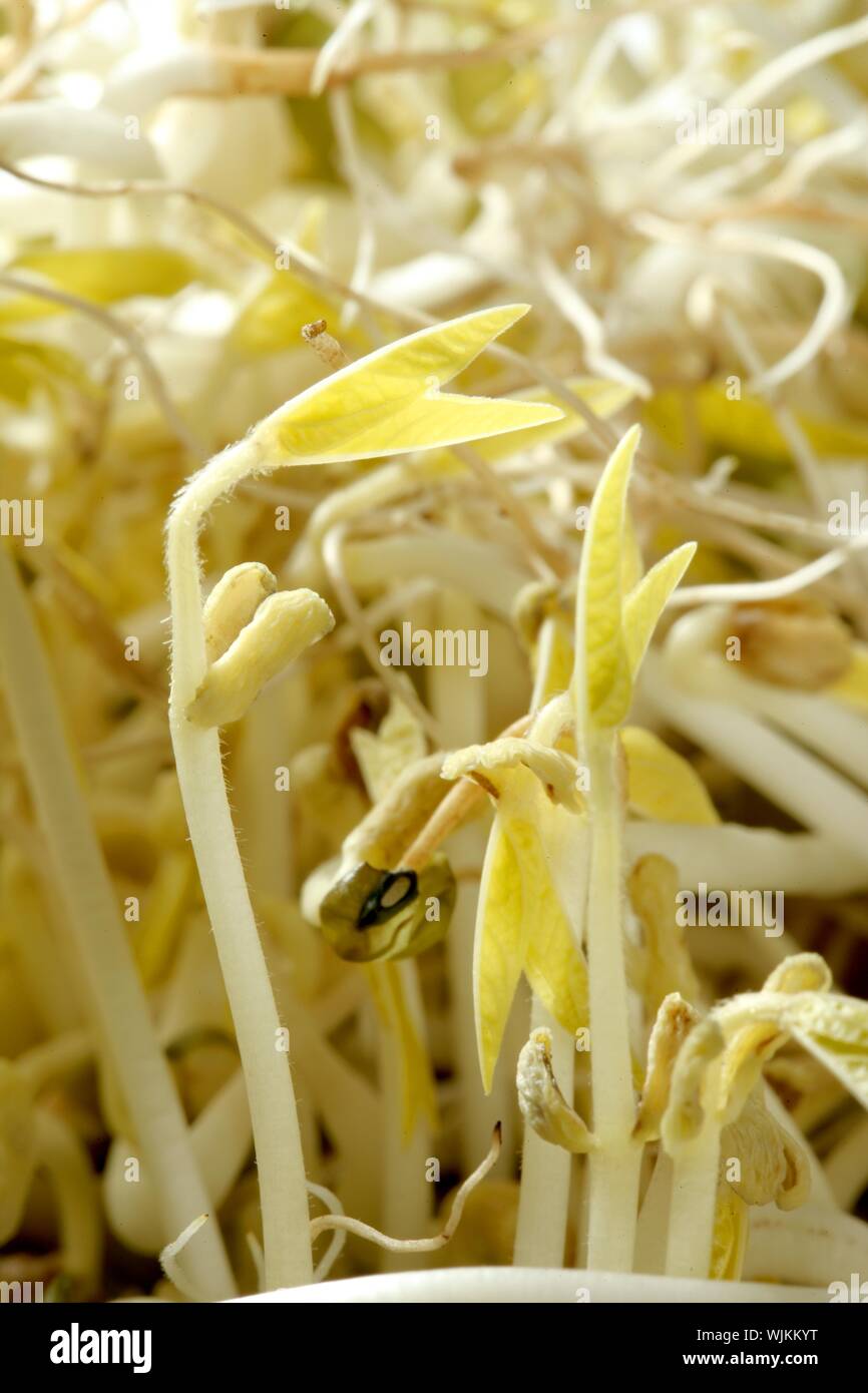 Soy bean outbreak. Life growing from soya seed, embryo Stock Photo - Alamy