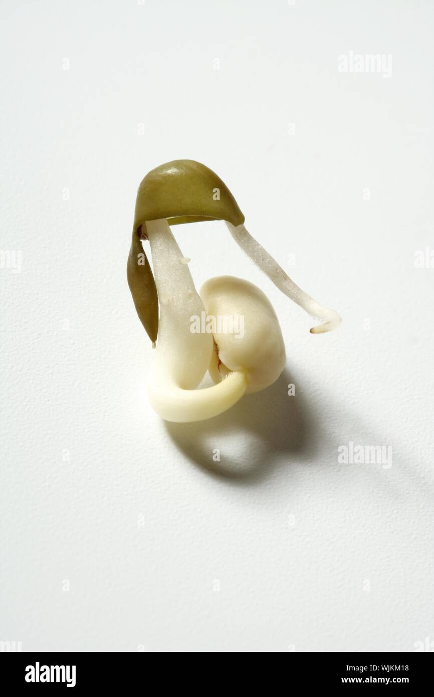 Soy bean outbreak. Life growing from soya seed, embryo Stock Photo - Alamy