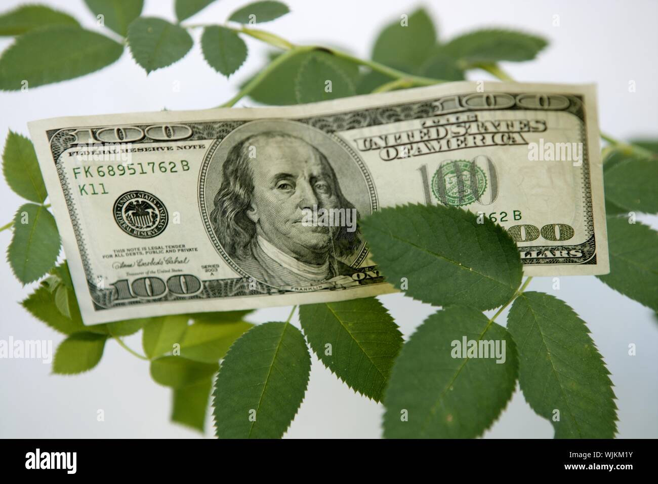 Dollar notes growing from a rose plant, metaphor of reap the benefits ...