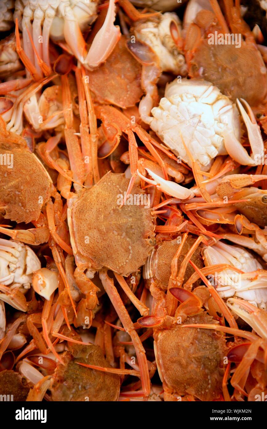 Crab texture, seafood background with many mediterranean crabs Stock ...