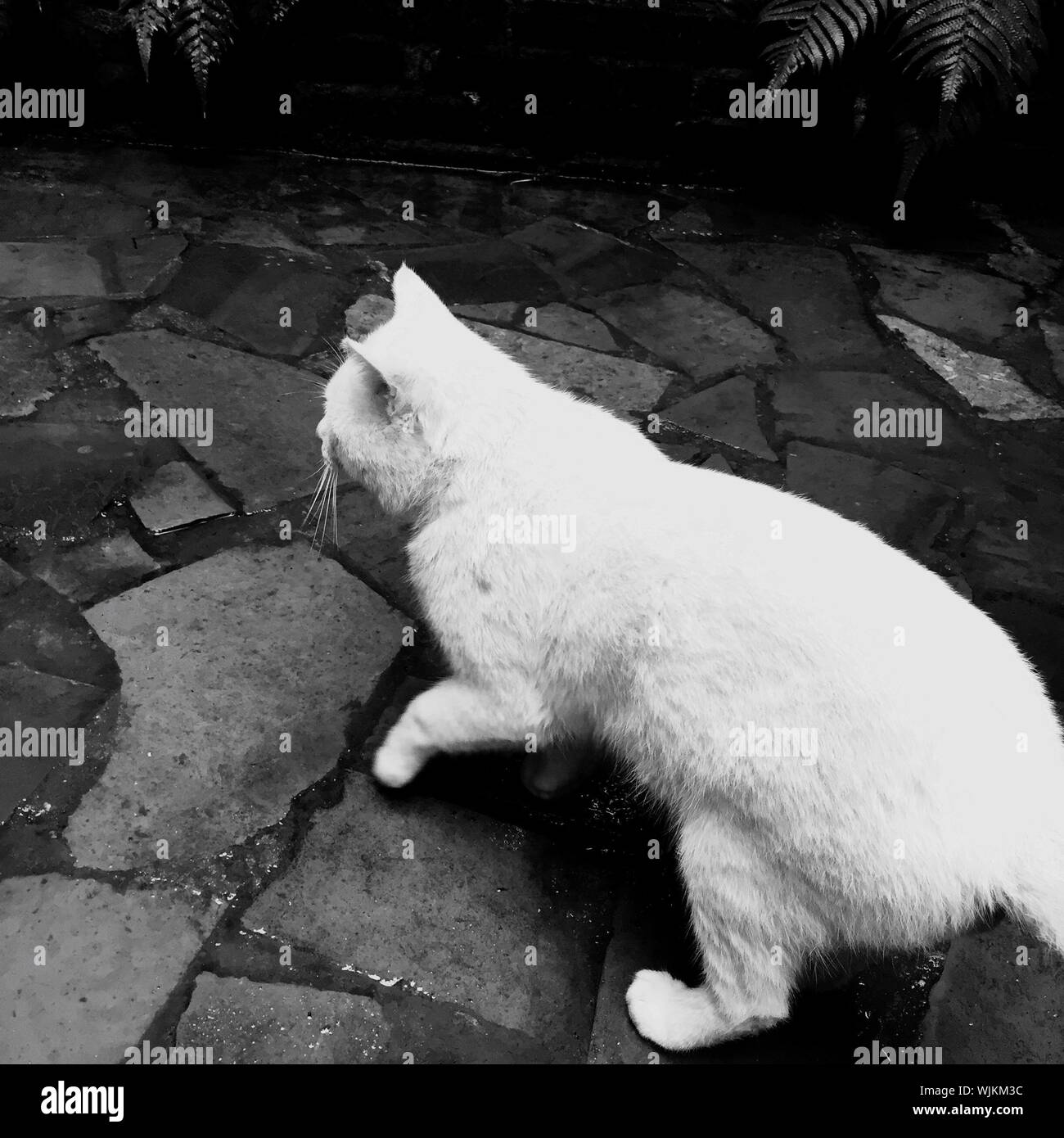 Cat pathway hi-res stock photography and images - Alamy