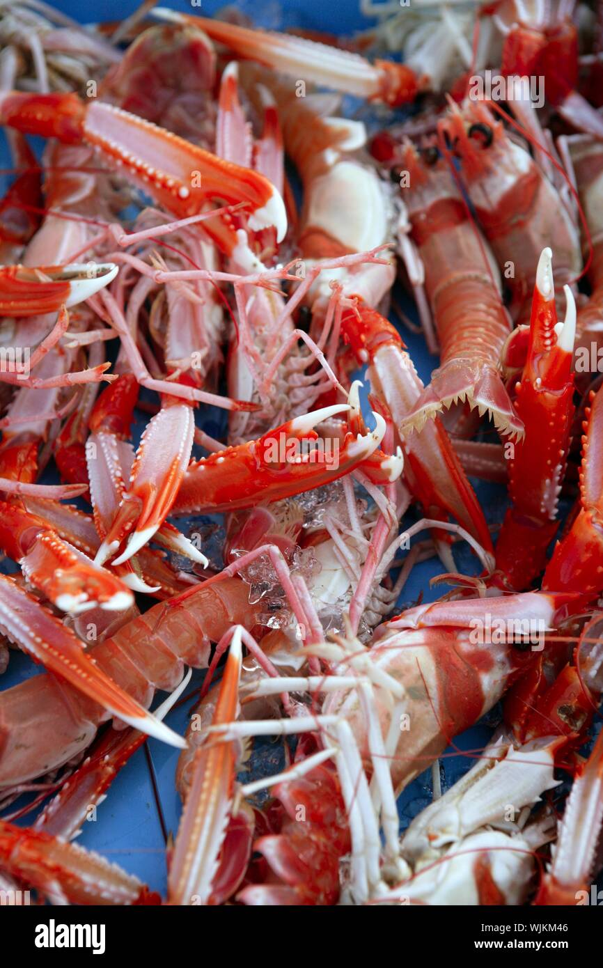 Mediterranean crustacean, Nephrops Norvegicus in red and white Stock ...