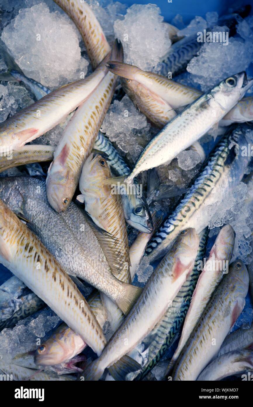 Mediterranean varied fish on ice, mackerel, Mediterranean sea spider ...