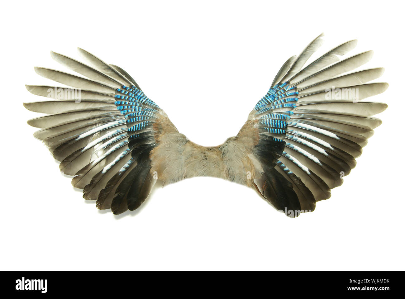 Pair of wings isolated on white Stock Photo - Alamy