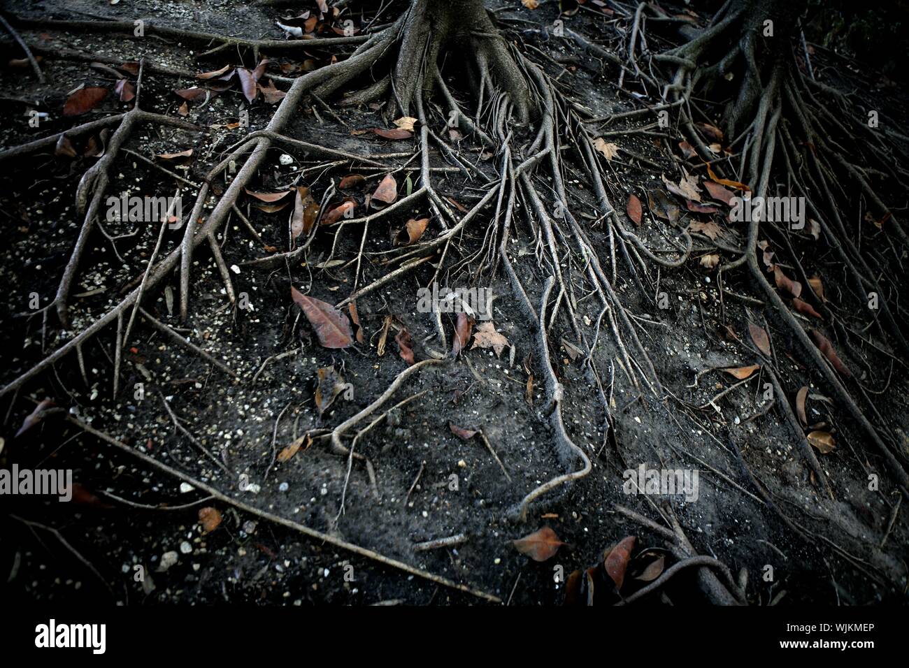 Dark black tree roots over surface, mysterious terror Stock Photo - Alamy