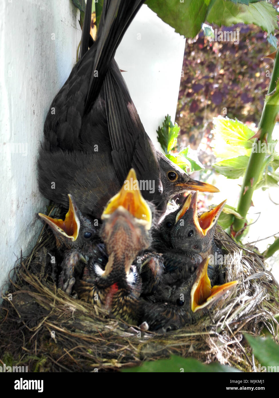 Very young animals hi-res stock photography and images - Alamy