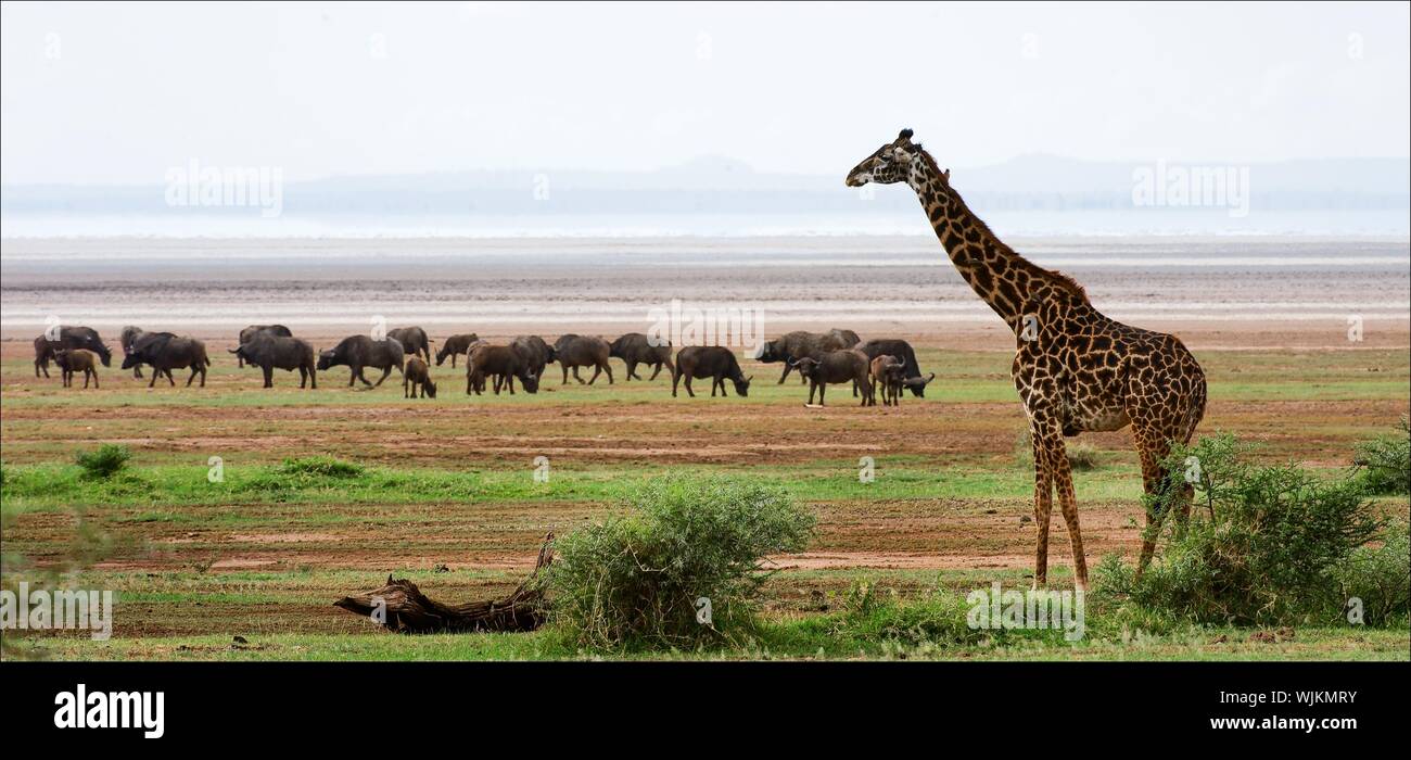 Giraffe and herd of buffalos hi-res stock photography and images - Alamy
