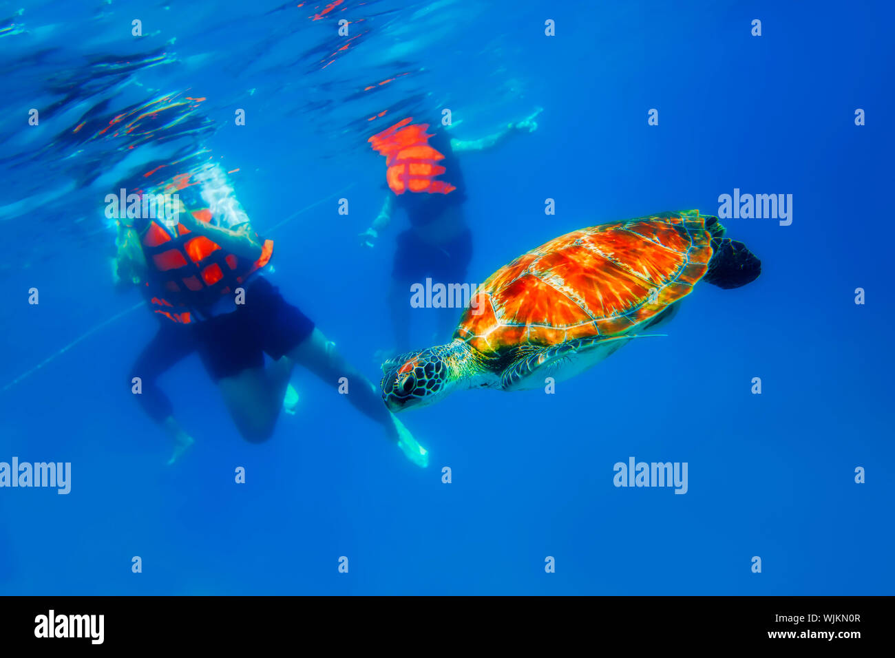 Green Sea Turtle in blue ocean at Similan Islands Stock Photo - Alamy