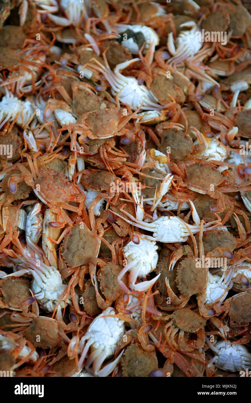 Crab texture, seafood background with many mediterranean crabs Stock ...