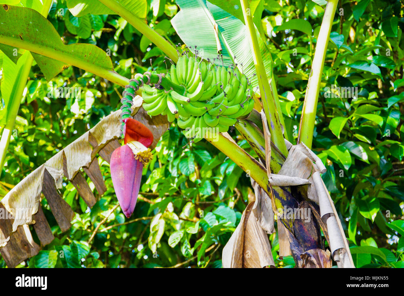 Close up banana tree High Resolution Stock Photography and Images - Alamy