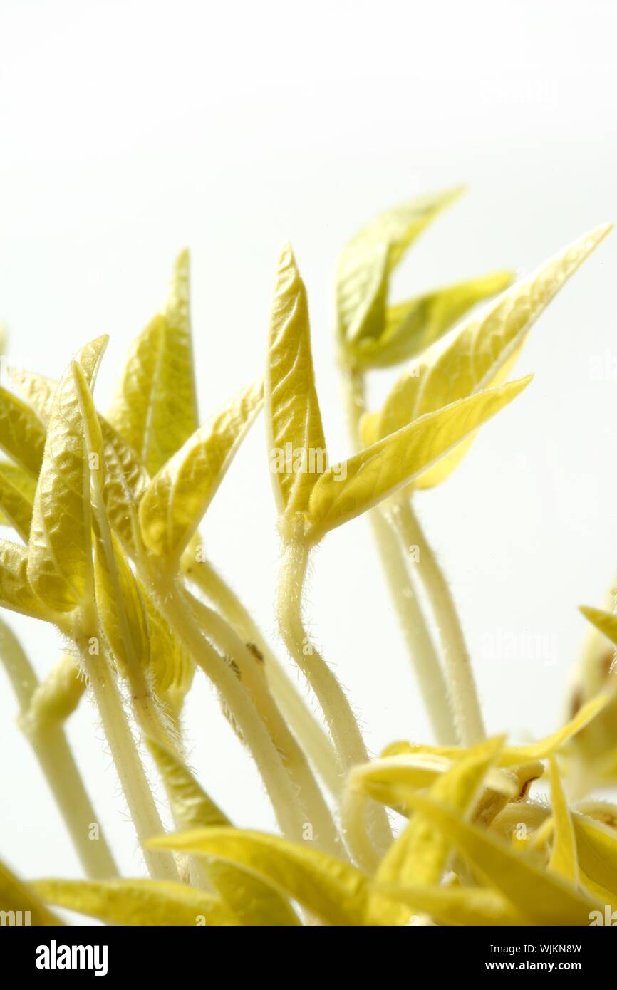 Soy bean outbreak. Life growing from soya seed, embryo Stock Photo - Alamy