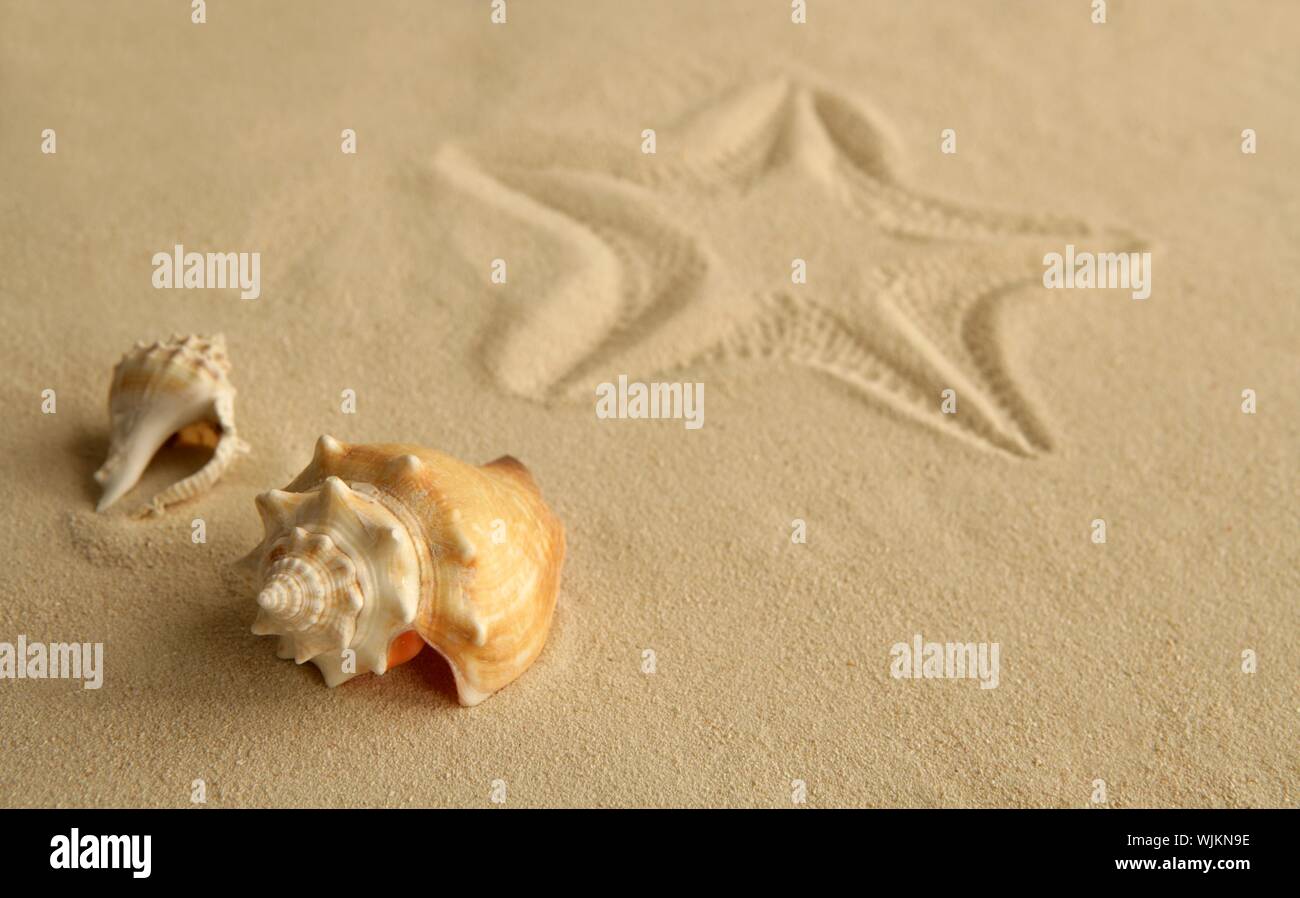 Starfish footprint over caribbean sand with seashells Stock Photo - Alamy
