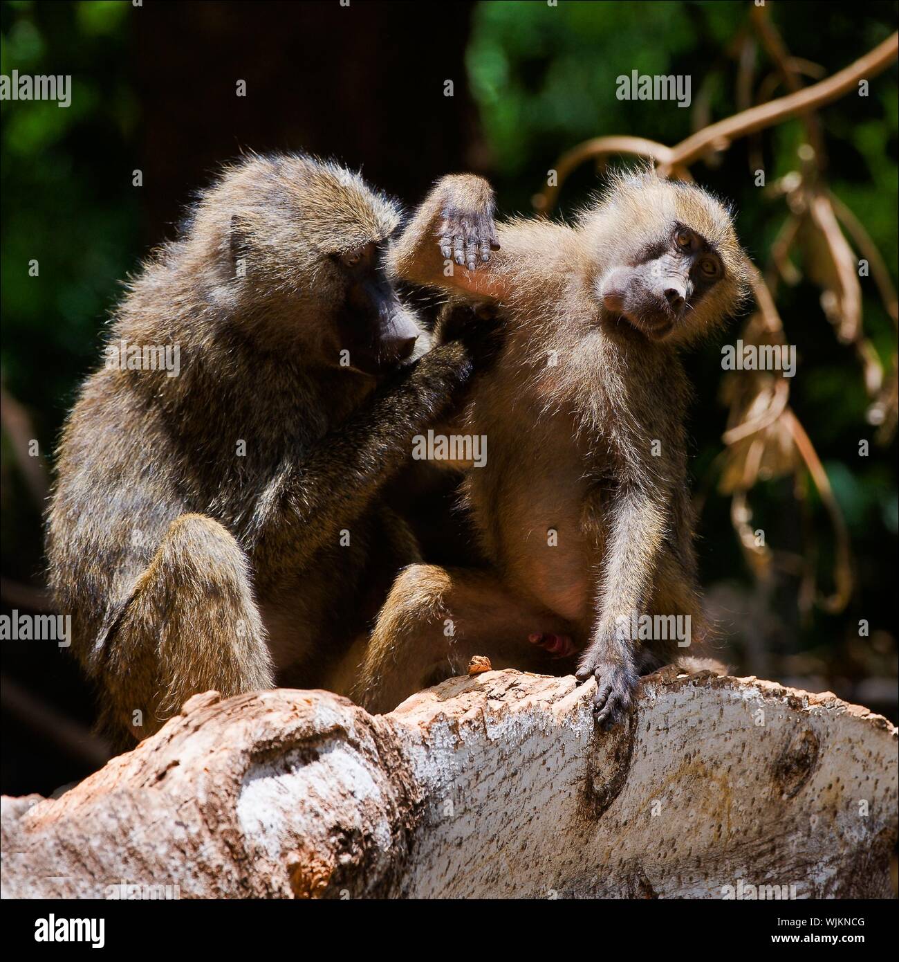 Procedures. The baboon cleans the neighbor, trying to discover and ...