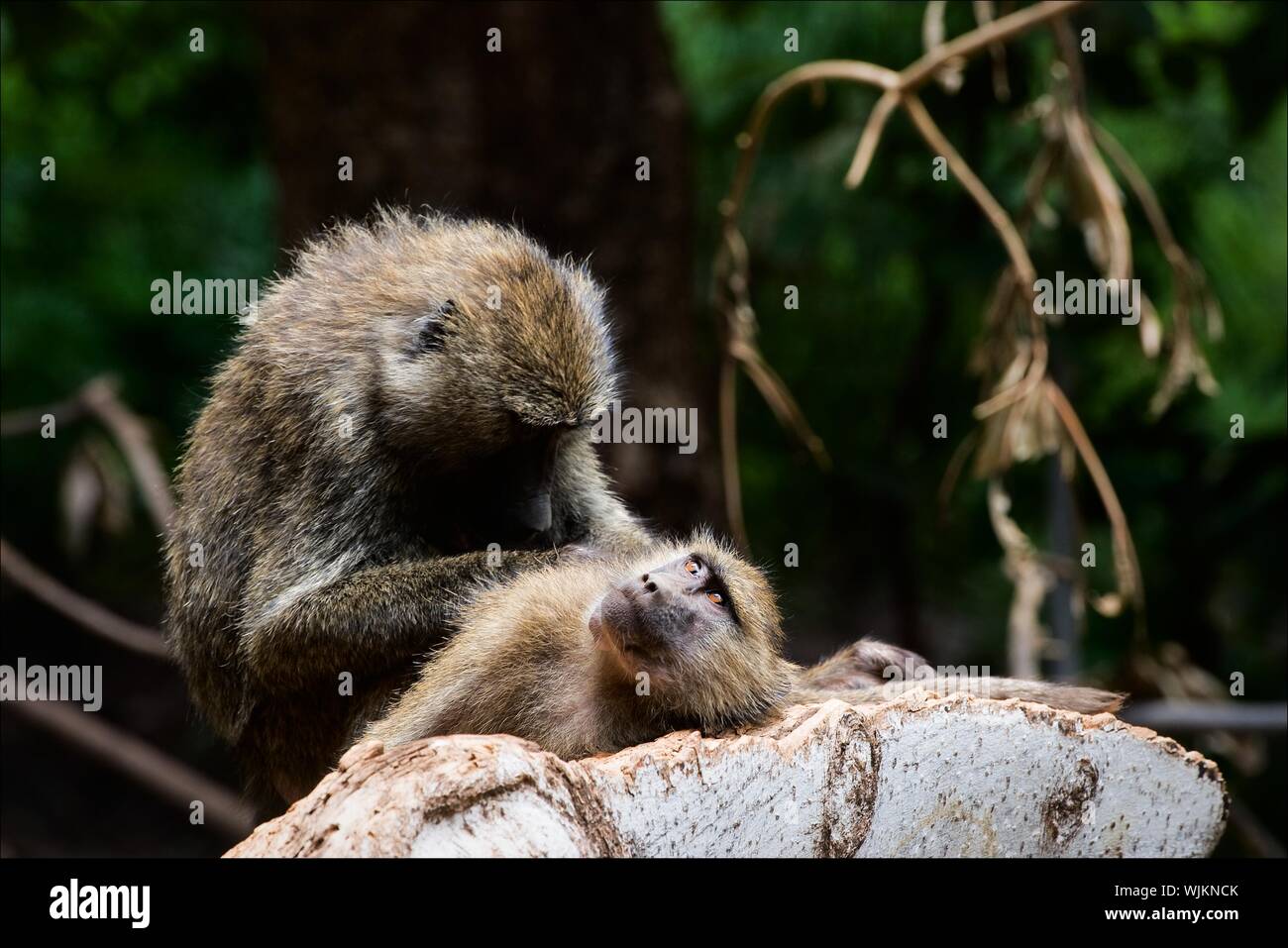 Procedures. 2 The baboon cleans the neighbor, trying to discover and ...