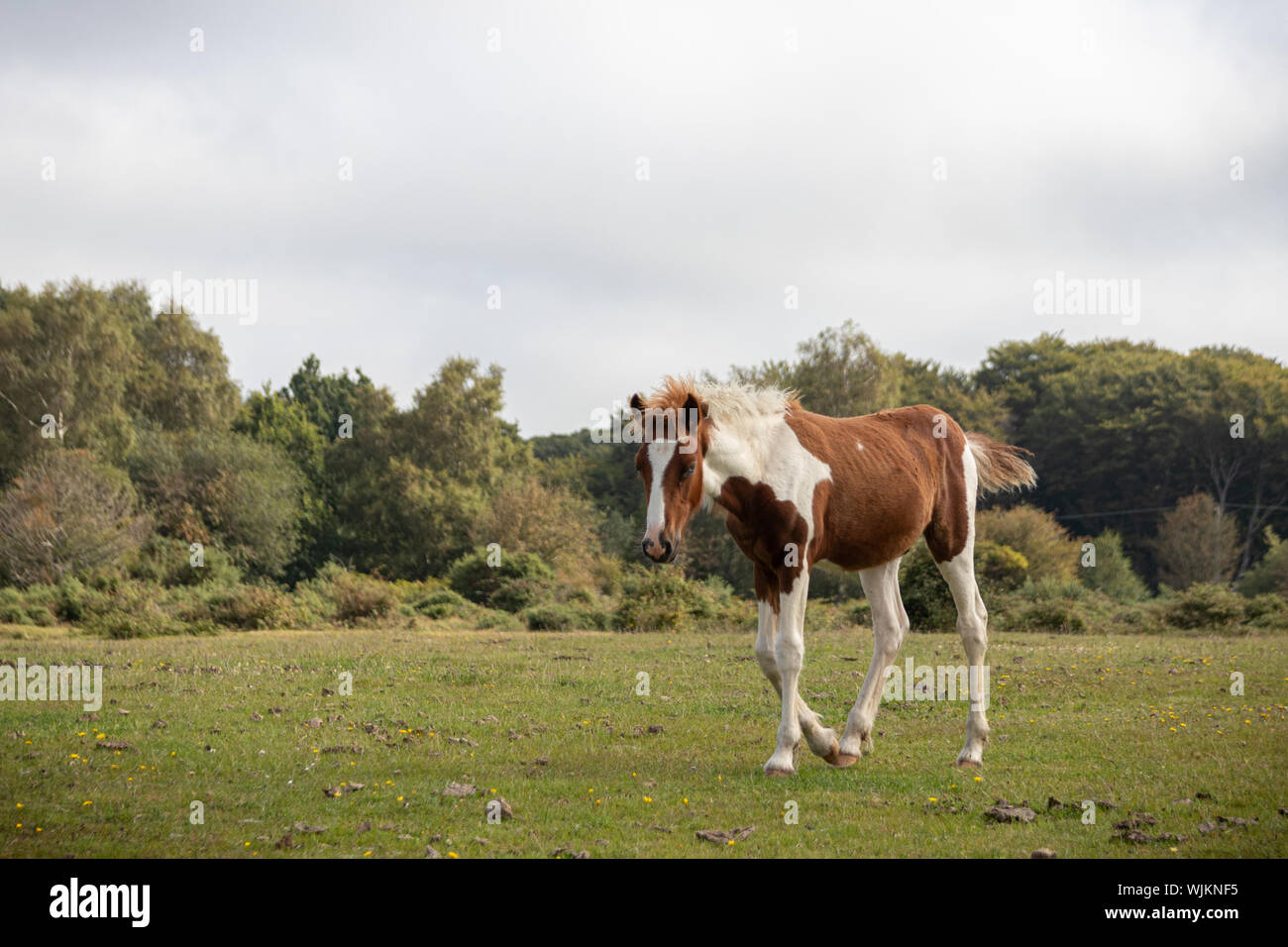 Horses running countryside hi-res stock photography and images - Alamy