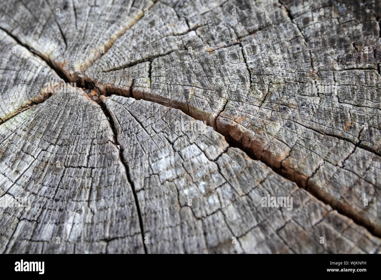A close up of a tree stump showing the texture of the wood and age ...