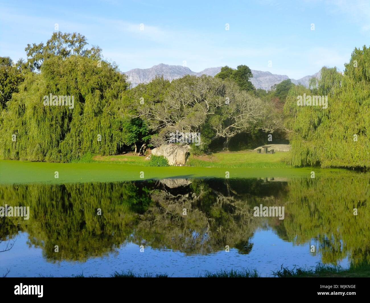 Green trees by the lake hi-res stock photography and images - Alamy