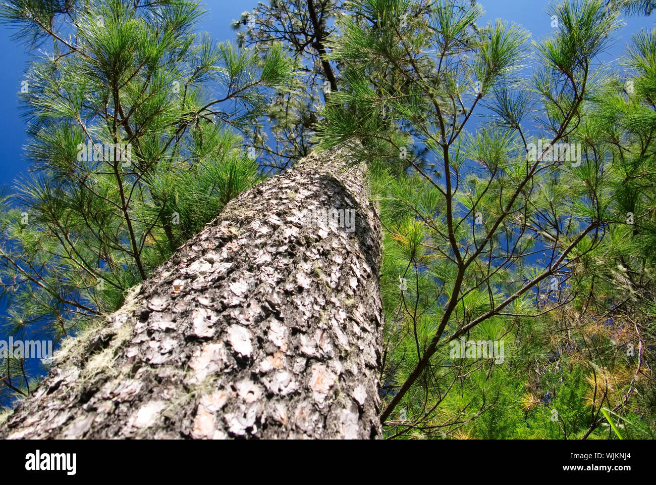 Beautiful big hemlock in hi-res stock photography and images - Alamy