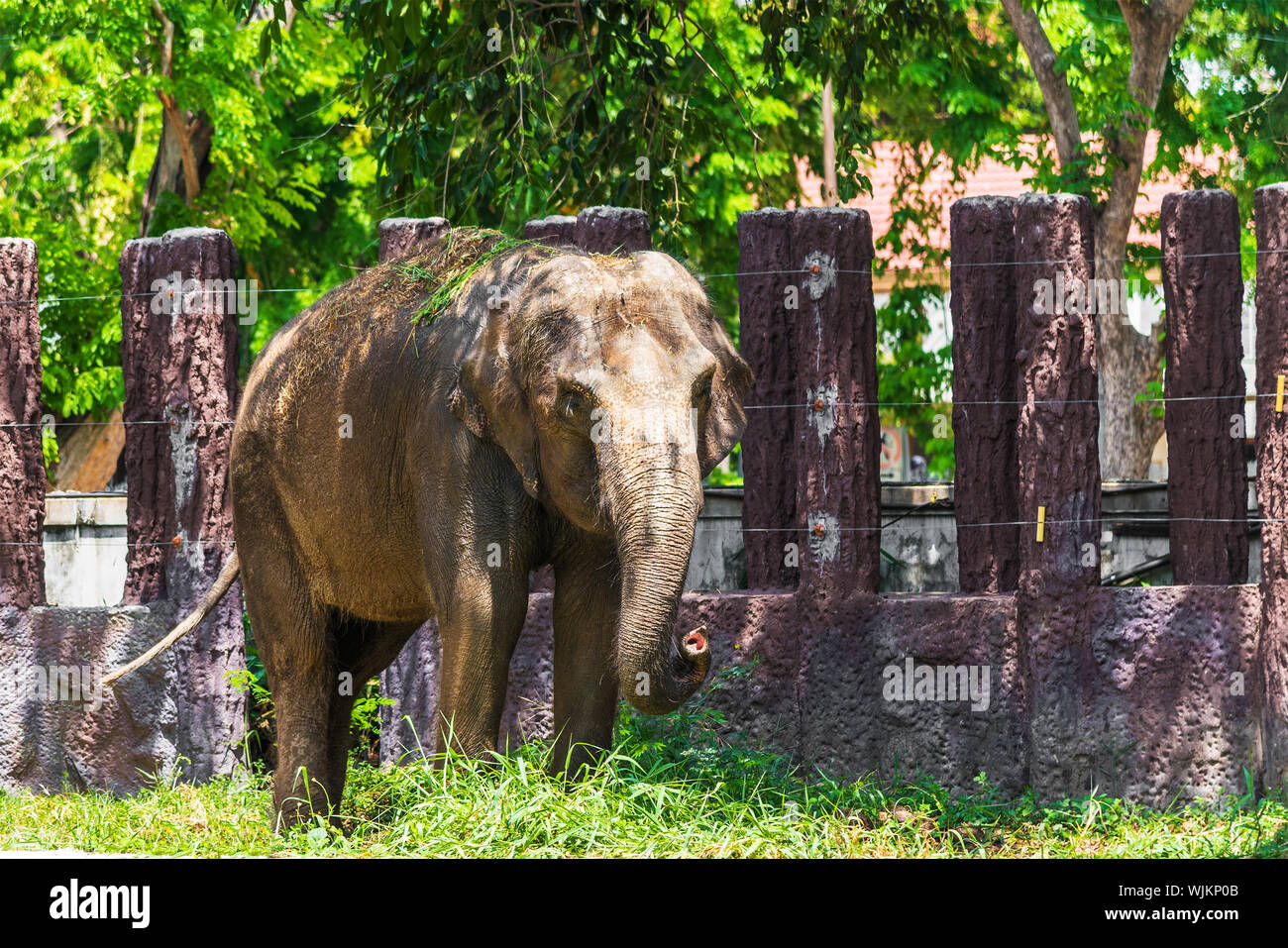 Elephant Trunk Tree High Resolution Stock Photography and Images - Alamy