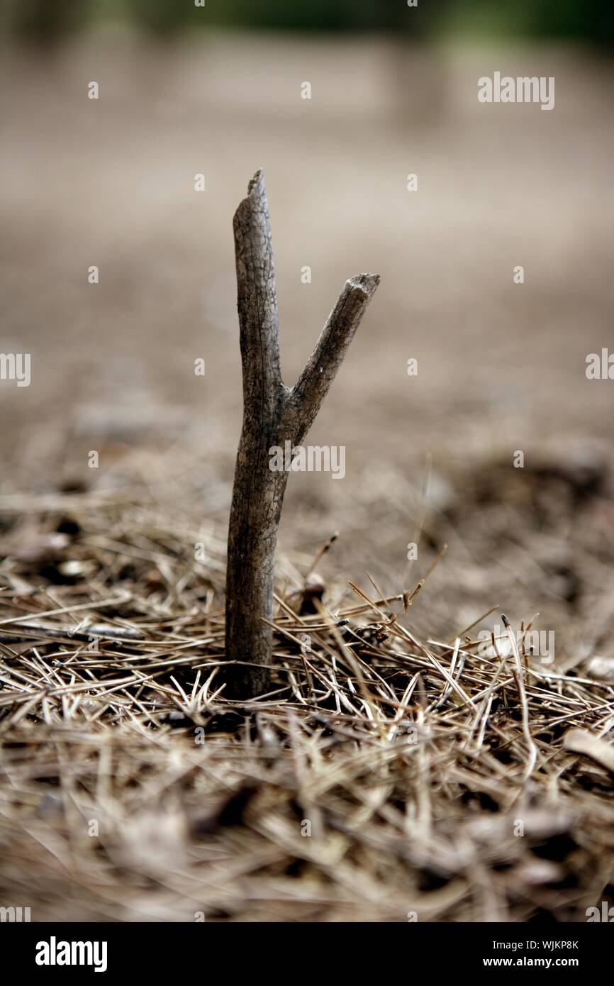 Little wood dry stick growing from the pine forest floor Stock Photo ...