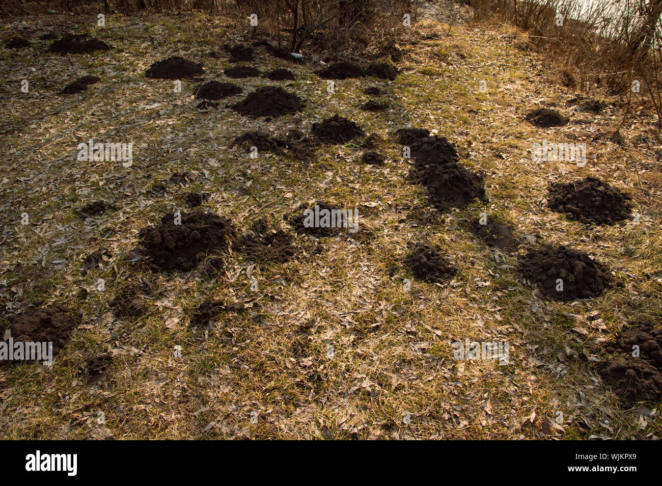 Mole hill on farm land hi-res stock photography and images - Alamy