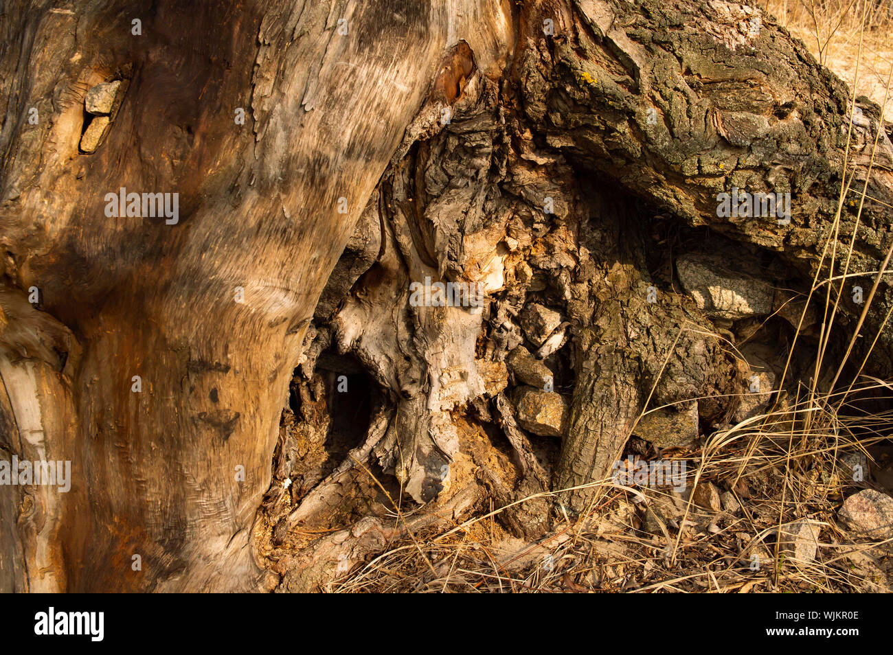 Strange root and stone hi-res stock photography and images - Alamy