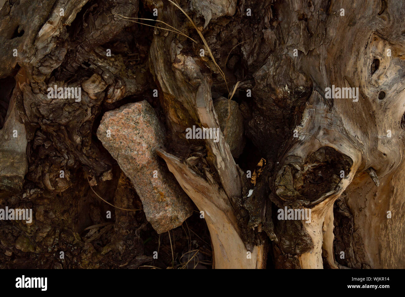 Strange root and stone hi-res stock photography and images - Alamy