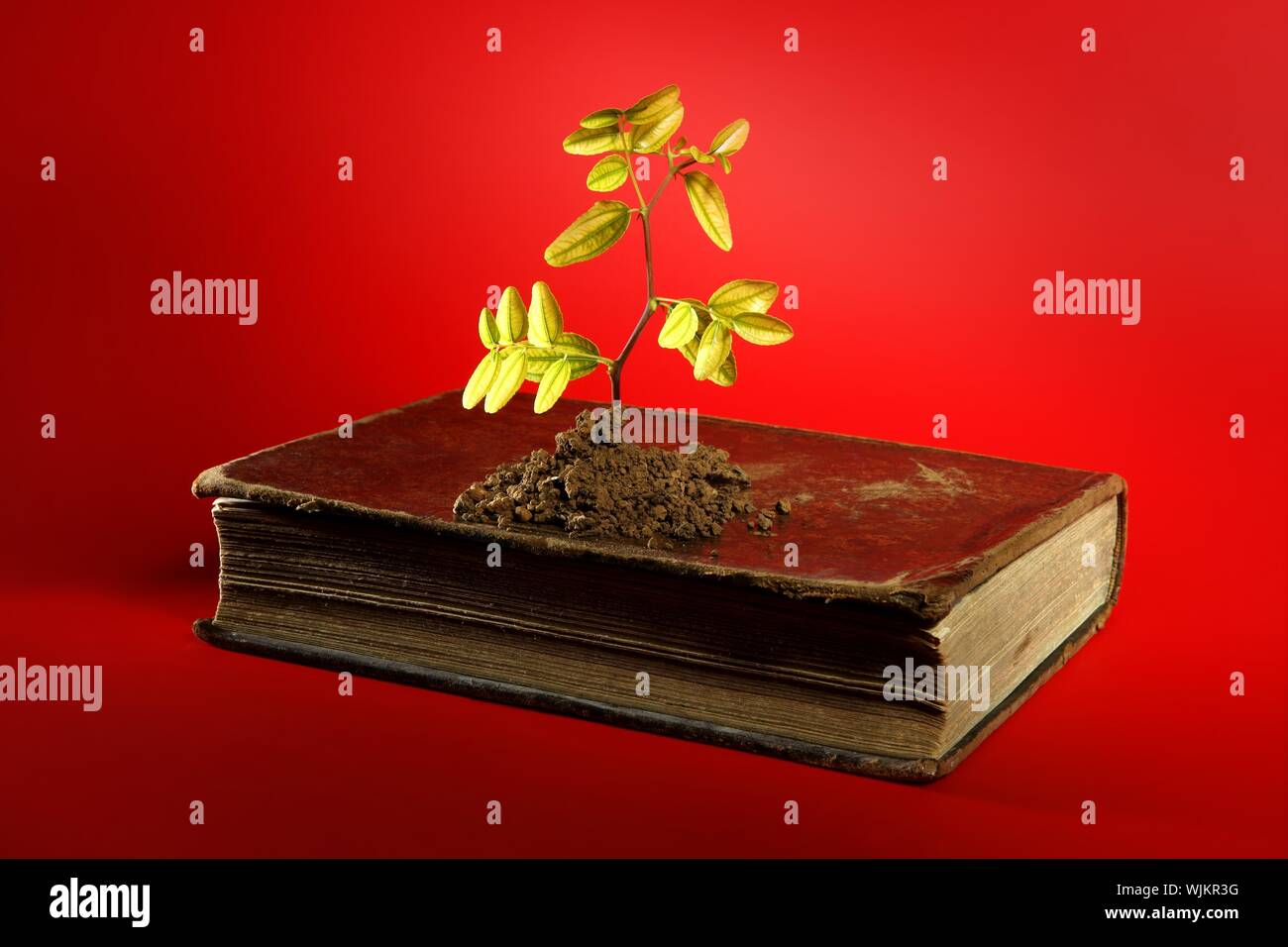 Plant growing from aged old book, birth concept, red background Stock ...