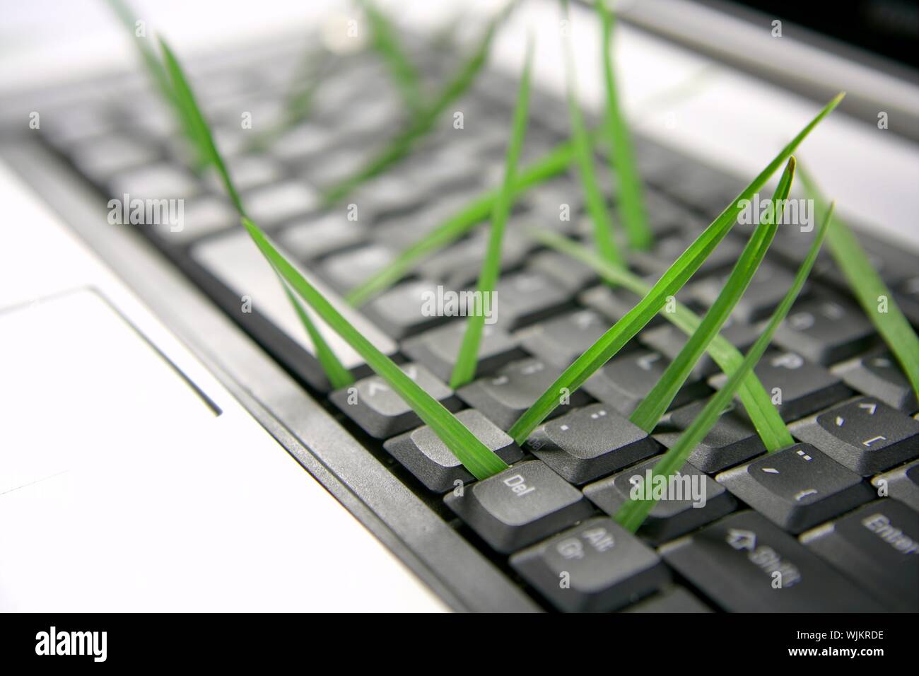 Grass growing from computer keyboard hi-res stock photography and ...