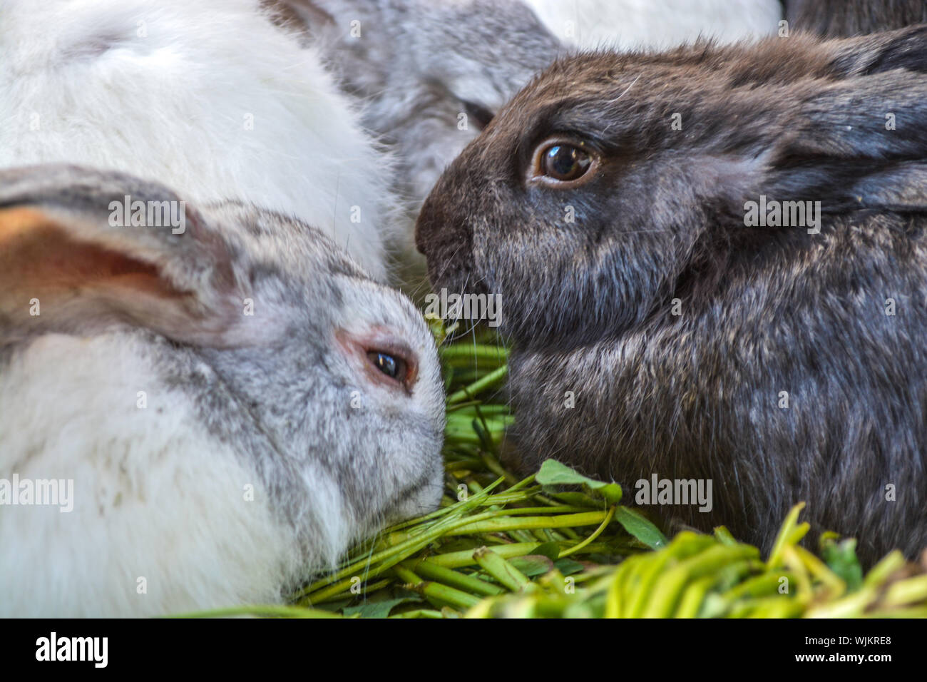 Four white rabbits hi-res stock photography and images - Alamy