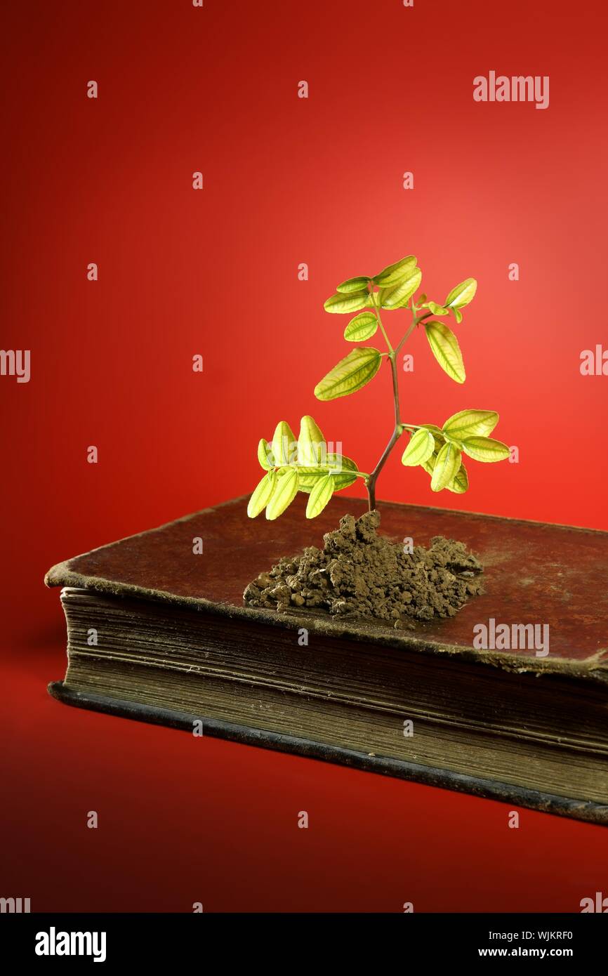 Plant growing from aged old book, birth concept, red background Stock ...
