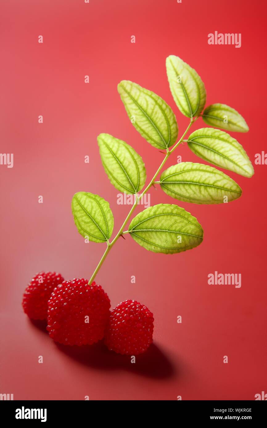 Abstract image with green plant growing from red berries candy Stock ...