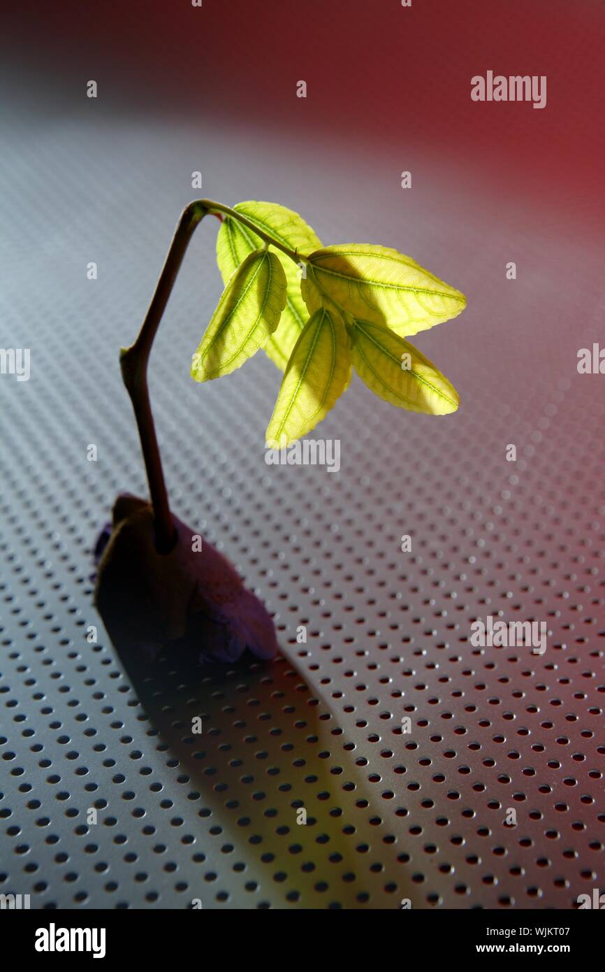 Green plants sprout growing, vegetal survive life metaphor Stock Photo ...