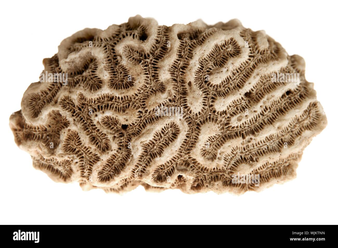 Cartoon Brain Coral